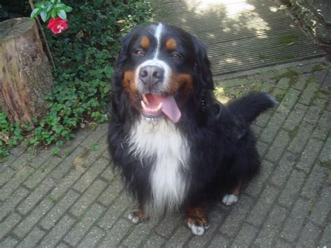 Berner Sennenhond Hondenras Verzorging Karakter Raskenmerken En Dieet