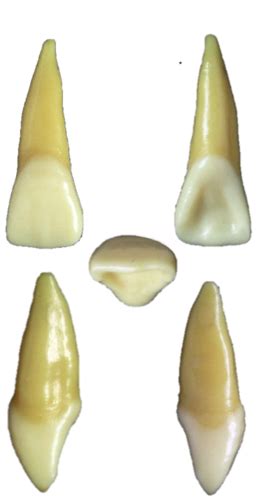 Tand Anatomi Flashcards Quizlet