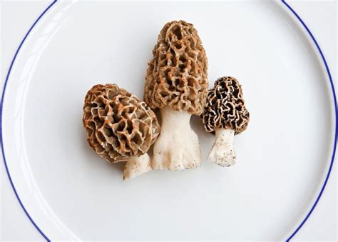 Dried Morel Mushrooms Recipe Using A Dehydrator