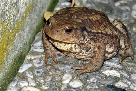 8000 Free Common Toads And Toad Images Pixabay