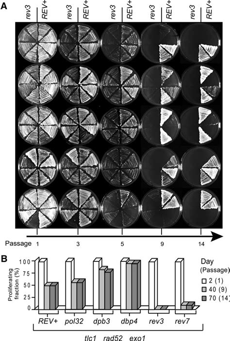 The Short Ir Induced Dna Synthesis Model Of Palindrome Formation A