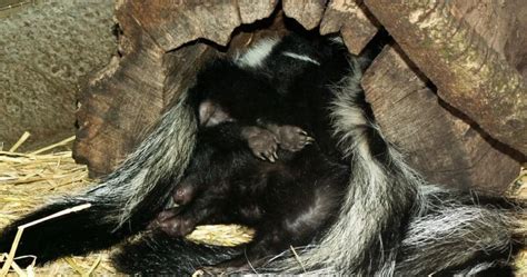 Do Skunks Hibernate In Winter Understanding Their Cold Weather Habits