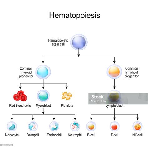 Hematopoiesis Chart