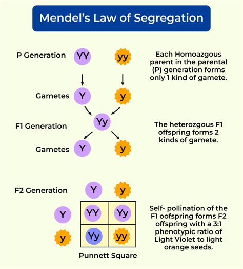 Law Of Segregation Diagram