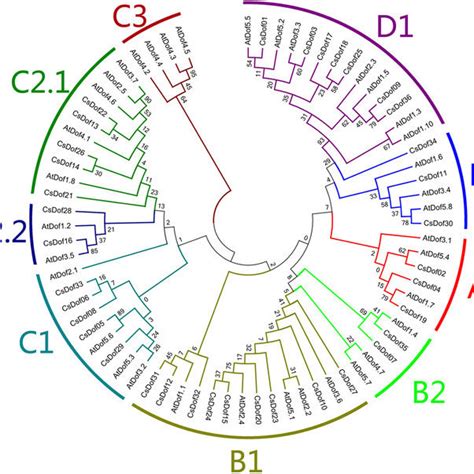 Distribution Of 36 Csdof Genes Onto Seven Cucumber Chromosomes