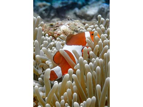 Kumpulan Gambar Ikan Nemo Paling Bagus Dan Terlengkap Blog Pengajar Tekno