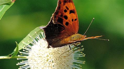 Call For A Wild Garden With Sugar Shack Buttonbush Pollinators