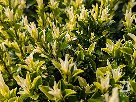 Euonymus Japonicus Paloma Blanca ‘lankveld03 Briggs Nursery