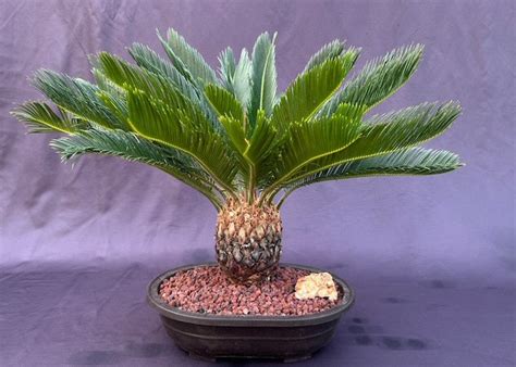 Sago Palm Bonsai Treecycas Revoluta