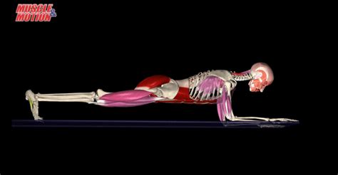 The Three Different Types Of Muscle Contractions Muscle And Motion