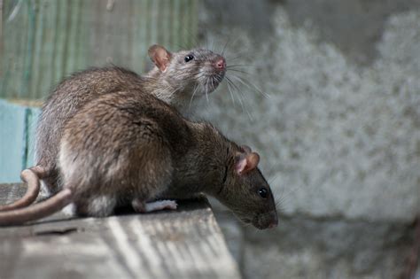 How To Kill A Roof Rat Simple And Safe Methods To Try