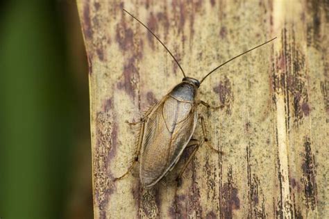 Field Cockroach On Tree Bark Cariblatta Species Satara Stock Image