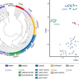 Unsupervised Hierarchical Clustering A And T Distributed Stochastic