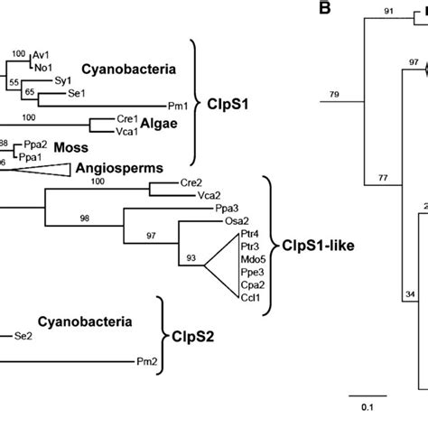 Phylogenetic Analysis Of Clps Download Scientific Diagram