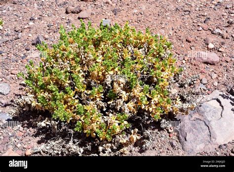 Bailahuen Haplopappus Rigidus Is A Shrub Native To Northern Chile