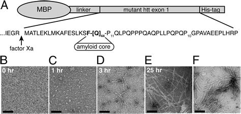 Huntingtin Exon 1 Fibrils Feature An Interdigitated β Hairpinbased