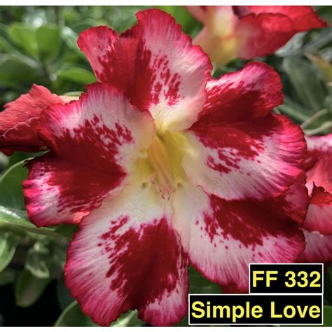 Simple Love FF Rosa Do Deserto