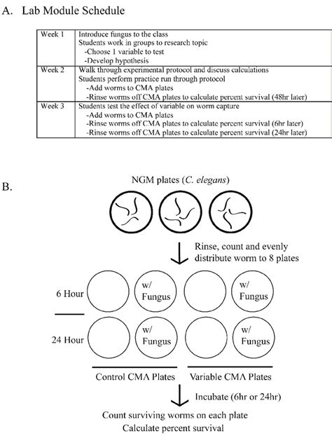 Overview Of Lab Module And Experimental Protocol A The Class