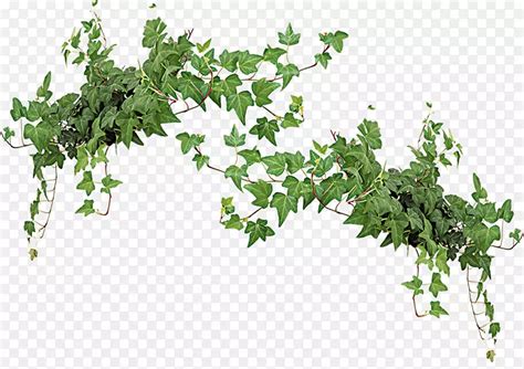 爬藤植物png图片素材下载图片编号7335172 Png素材网