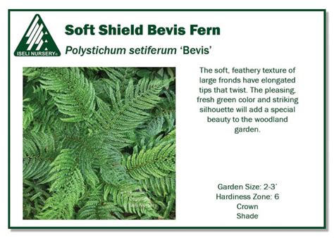 Polystichum Setiferum ‘bevis