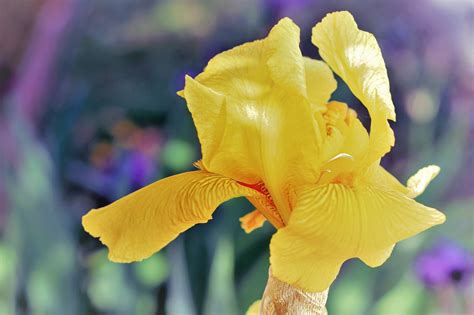 Irys Lilia Mieczowa Kwiat Ty Darmowe Zdj Cie Na Pixabay Pixabay