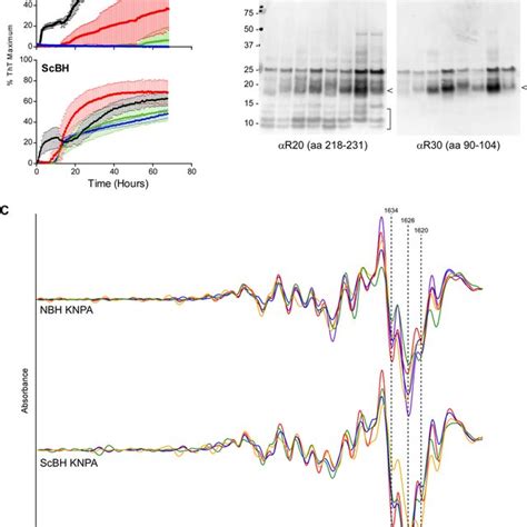 Mutation Of Lysine And Proline Residues Within The Central Lysine