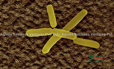 Rhizobium Japonicum Bio Fertilizer For Plants Agile India Exports