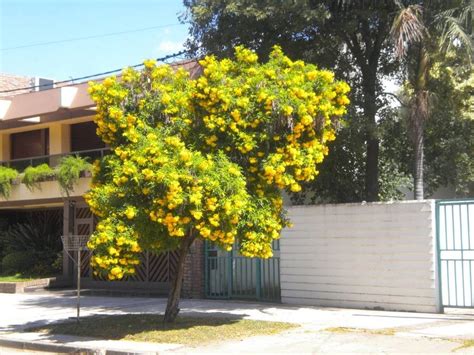 Esperanza Yellow Bells La Tejana Trees