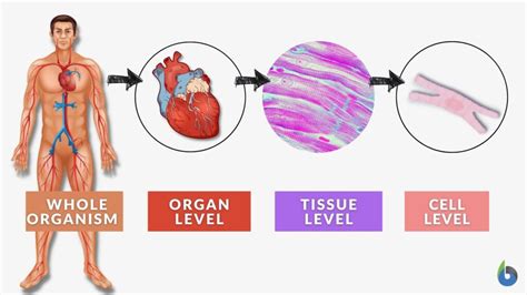 Morphology Definition And Examples Biology Online Dictionary