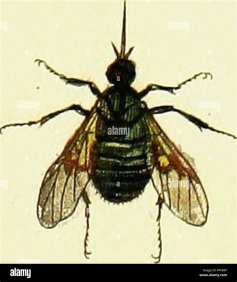 This Work Outlines The Genera Of Crustaceans And Insects Organized According To Natural