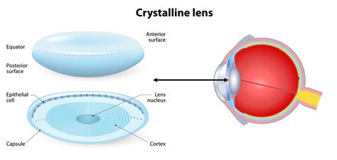 Lens Eye Anatomy