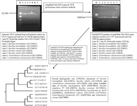 Rooted Phylogenetic Tree Upgma Interaction Of Bacillus Boroniphilus