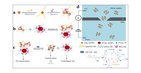 Label Free Sensitive Detection Of Microcystin Lr Via Aptamer Conjugated Gold Nanoparticles Based