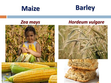 Agronomic Crops Classification Agriculture Ppt