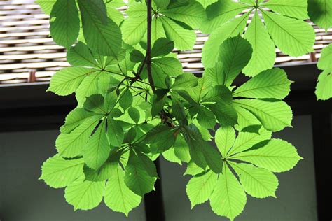 Безплатна снимка клон растение слънчева светлина листо цвете храна зелен билка