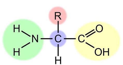 氨基酸的功效与作用 360新知