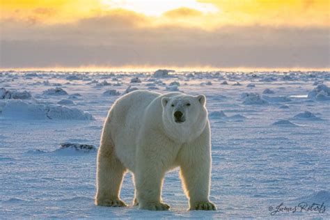 Why Polar Bears Dont Hibernate Arctic Kingdom