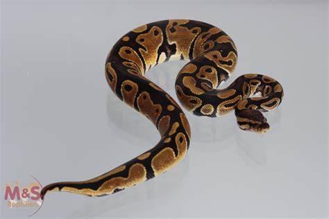 0 1 Female 100 doppel hetero Albino Piebald Königspython NZM S21 Python regius Just
