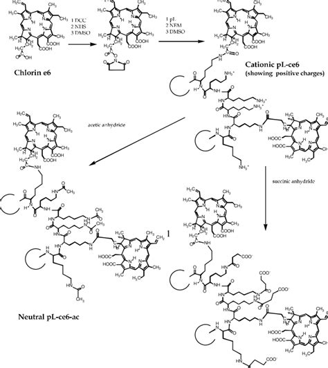 Synthetic Scheme For The Preparation Of Cationic Neutral And Anionic Download Scientific
