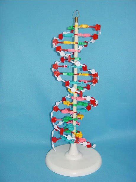 Dna模型图 千图网