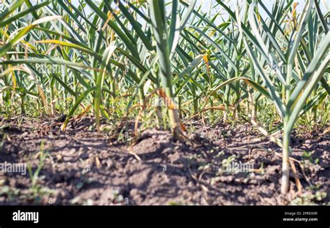 Champ Dail Dans Le Paysage Ail Biologique Cultivé Dans La Campagne