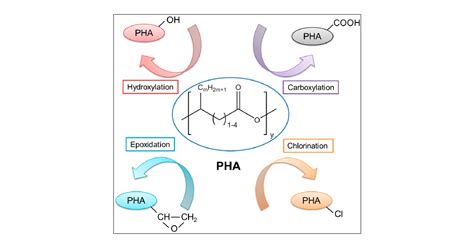 Polyhydroxyalkanoates Chemical Modifications Toward Biomedical Applications Acs Sustainable