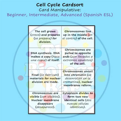 Biology Cell Cycle Mitosis Card Sort Bilingual Marketplace