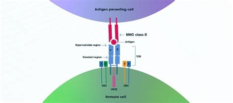 T Cells Types Functions And Their Role In Immunity Technology Networks