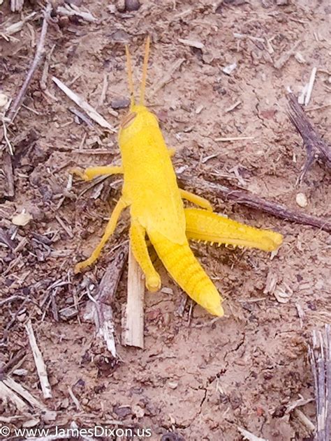 Yellow And Camo Grasshoppers