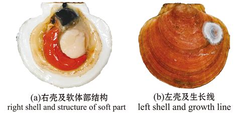 麦哲伦扇贝养殖生物学及增养殖技术研究进展