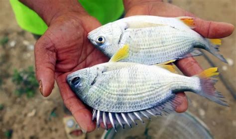 深港小靈通珠海金灣黃立魚獲國字號認證 為廣東省首個完成轉標的國家地理標誌產品 識港