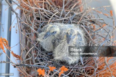 둥지에 있는 두 마리의 작은 꽥꽥이 생후 이틀 된 아기 비둘기 창틀에 비둘기 새 둥지 도시 환경에서의 비둘기 생활의 개념 0명에 대한 스톡 사진 및 기타 이미지 Istock