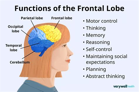 Frontal Lobe Development Anatomy Dysfunction