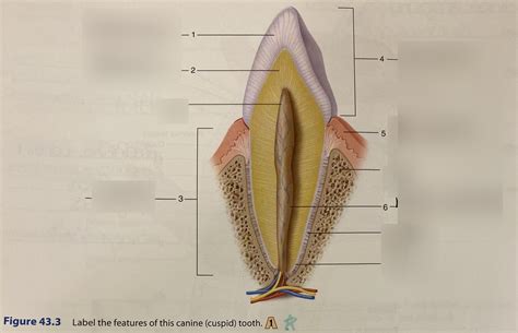 Cuspid Tooth Medical Terminology At Victoria Thomason Blog